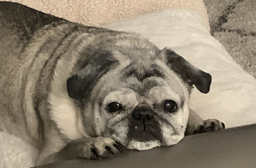 PEACE FOR PETS HOME EUTHANASIA - Updated January 2026 - 43 Photos & 195 ...