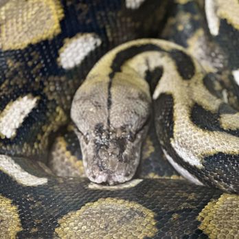 THE REPTARIUM - Updated September 2024 - 81 Photos & 32 Reviews - 45559 ...