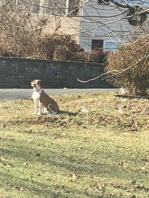 FRIENDS OF HOMELESS ANIMALS - Updated January 2026 - 17 Photos & 78 ...