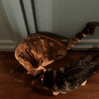 BROOKLYN CAT CAFE - Updated January 2025 - 424 Photos & 177 Reviews ...