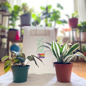 LOUIE’S NURSERY - Updated October 2025 - 299 Photos & 198 Reviews ...