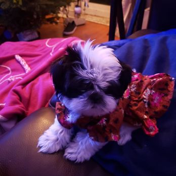 Puppy boutique brooklyn store