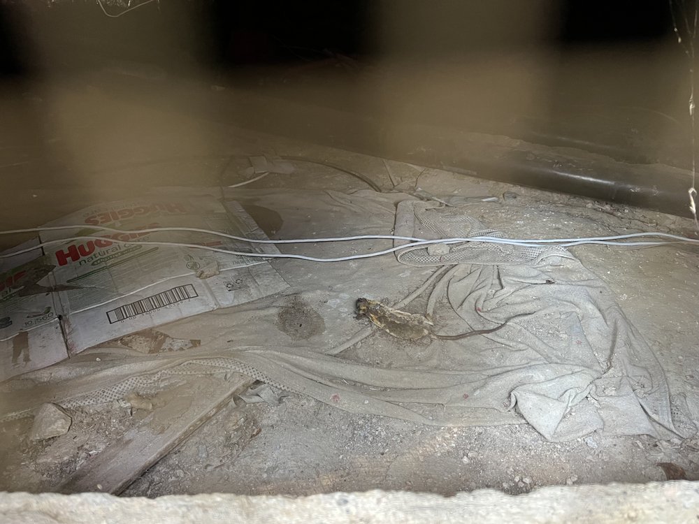 AACTION PEST CONTROL - Updated July 2024 - 26 Photos & 157 Reviews - 70 ...