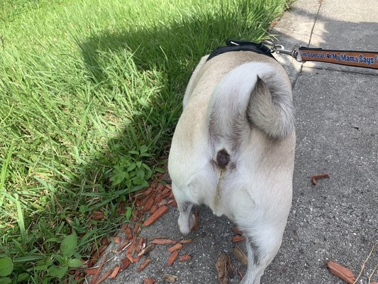 FOUR PAWS ONLY - Updated August 2025 - 47 Photos & 48 Reviews - 2215 E ...