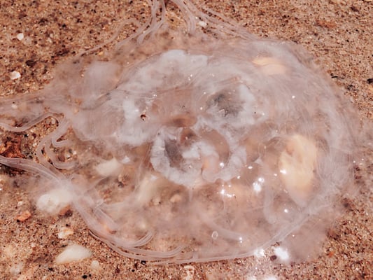 Tyler's Beach, 15074 Tylers Beach Rd, Smithfield, VA, Beach - MapQuest