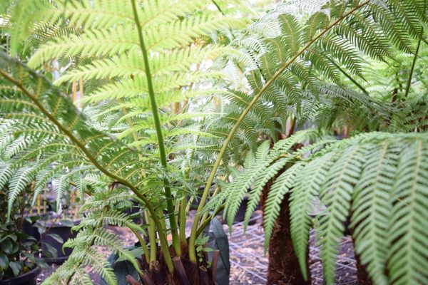 PLANTMARK - Updated December 2025 - 10 Photos - Duncans Rd, Werribee ...