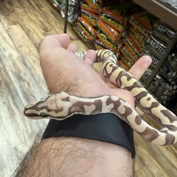 UNDERGROUND REPTILES - Updated December 2025 - 302 Photos & 278 Reviews ...