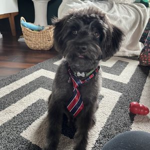 BRANDON FOUCHE - DOG AGGRESSION EXPERT - 63 Photos & 209 Reviews - 5979 ...