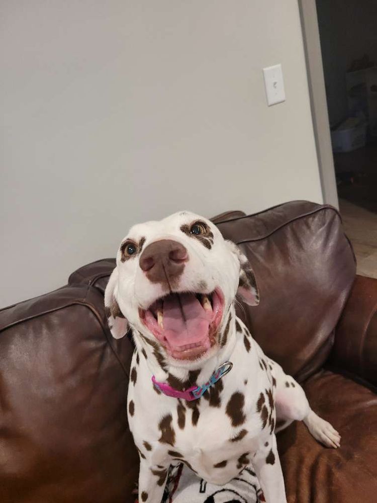 THE RUFF LIFE - Dallas, Georgia - Pet Sitting - Phone Number - Yelp
