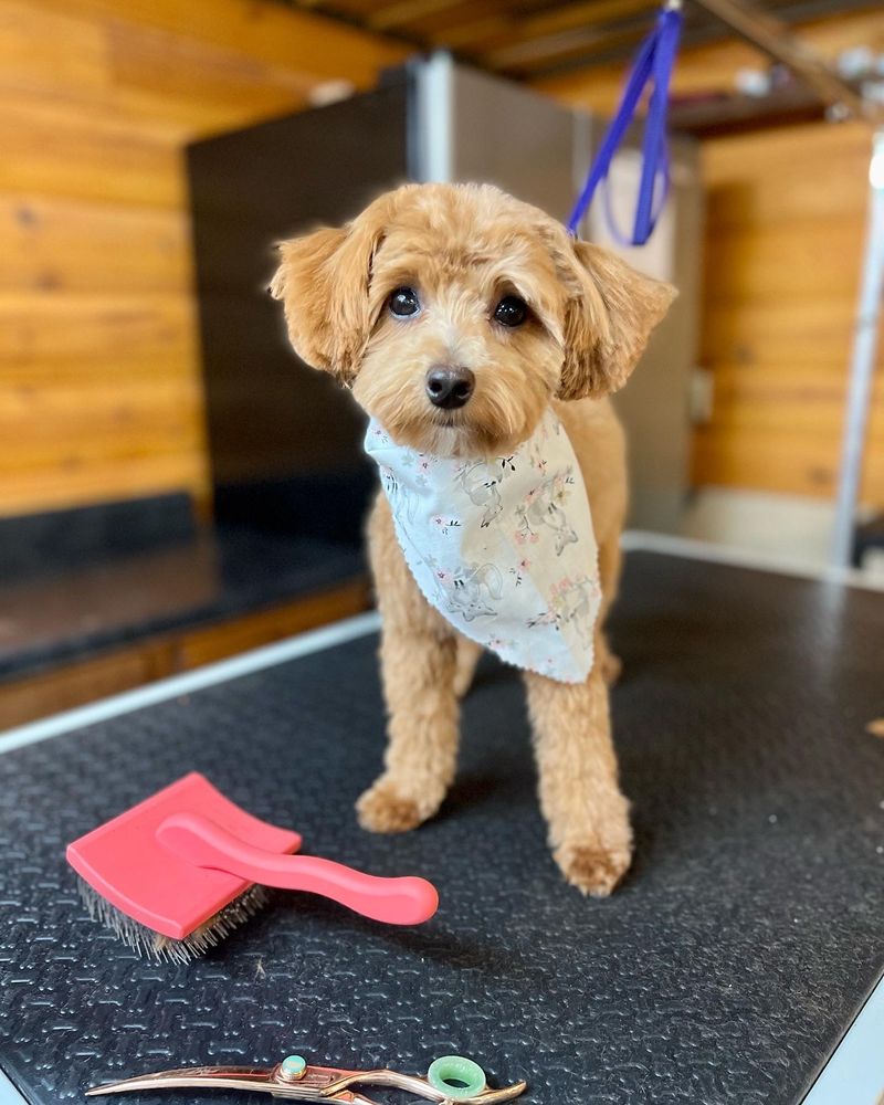 DIRTY PAWS - Updated July 2025 - 30 Photos - 7005 Marsh Rd, Plainwell ...