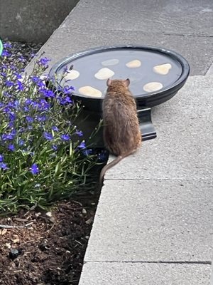 TRIGUARD PEST CONTROL - Updated December 2025 - 61 Photos & 418 Reviews ...