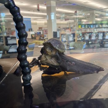 GAIL BORDEN LIBRARY - Updated November 2025 - 50 Photos & 47 Reviews ...