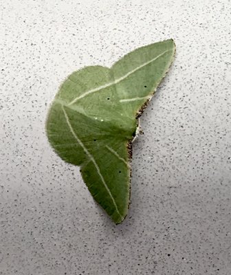 LIZARD LICK PEST CONTROL - Updated January 2026 - 40 Photos - 935 E ...