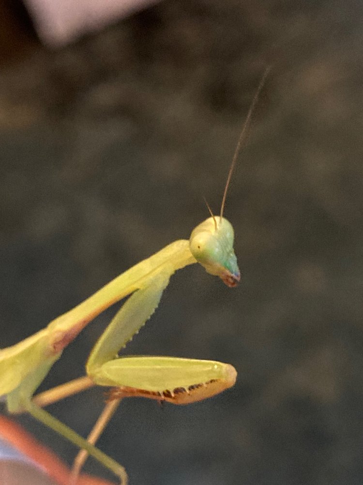 AVALON EXOTICS - Updated July 2025 - 62 Photos & 12 Reviews - 70 ...