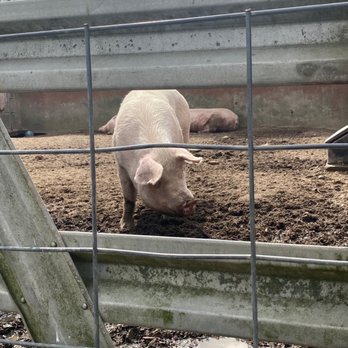 SUFFOLK COUNTY FARM - Updated December 2025 - 67 Photos & 16 Reviews ...