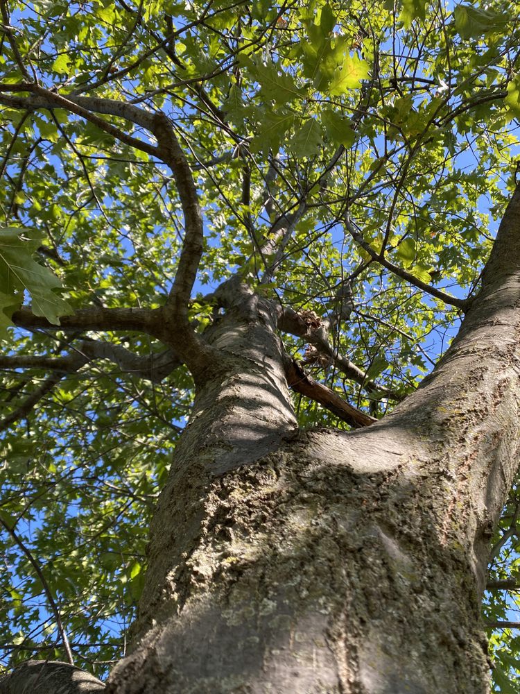 A CUT ABOVE TREE SERVICES - Request a Quote - Lowell, Indiana - Tree ...