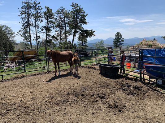 COLORADO MOUNTAIN RANCH - Updated June 2024 - 47 Photos - 10063 Gold ...