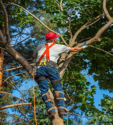 S H TREE SERVICES - Updated May 2025 - 37 Photos - Manchester, New ...