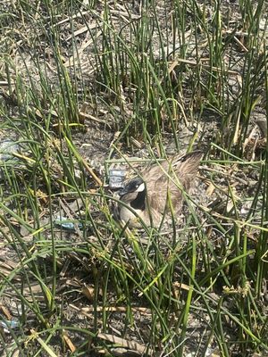 DEFOREST PARK - Updated March 2025 - 29 Photos & 14 Reviews - 6255 ...