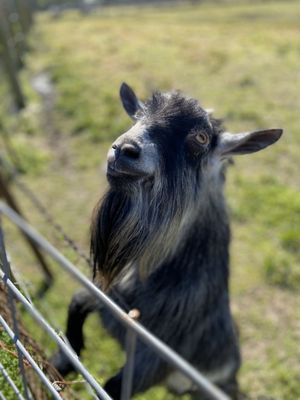 BAYOU WILDLIFE ZOO - 348 Photos & 139 Reviews - 5050 FM 517 rd, Alvin ...