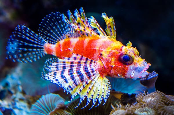 T&T FISH AND REEF - Updated August 2025 - 38 Photos & 33 Reviews - 9470 ...