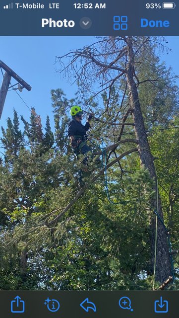 AL TREE CARE - Request a Quote - Sacramento, California - Tree Services ...
