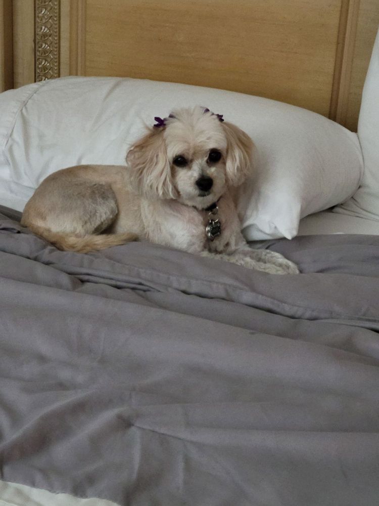 BLUE RIBBON PET GROOMING - Updated January 2025 - 48 Photos & 120 ...