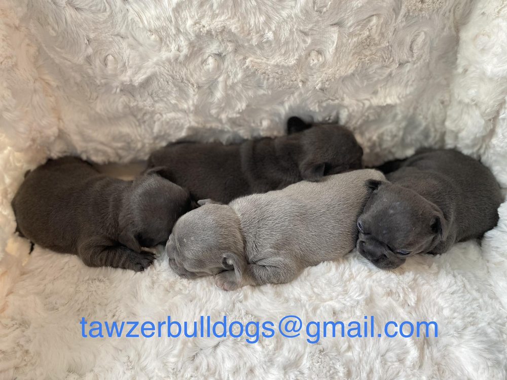 TAWZER BULLDOGS - Request Information - 1805 Tift Ave N, Tifton ...
