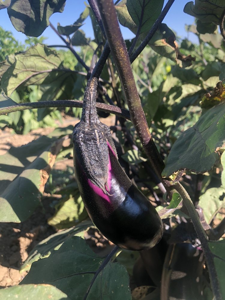 KRUEGER FAMILY PEPPERS & PRODUCE - Updated July 2024 - 34 Photos - 462 ...