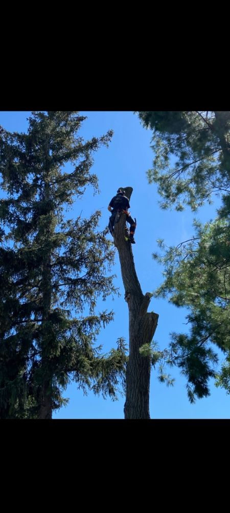 T & T TRIMMING AND REMOVAL - Updated October 2025 - De Pere, Wisconsin ...