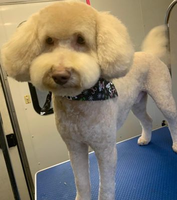 MANDY’S BARKS ‘N’ BUBBLES DOG GROOMING - Updated October 2025 - 21 ...