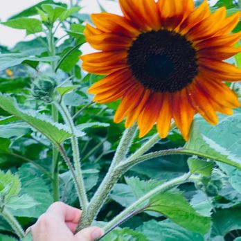 ATKINSON FARM - Updated December 2025 - 167 Photos & 74 Reviews - 3217 ...