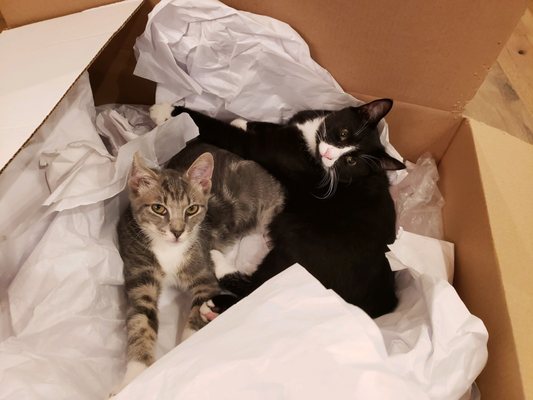 OREGON HUMANE SOCIETY - Updated August 2024 - 146 Photos & 223 Reviews ...