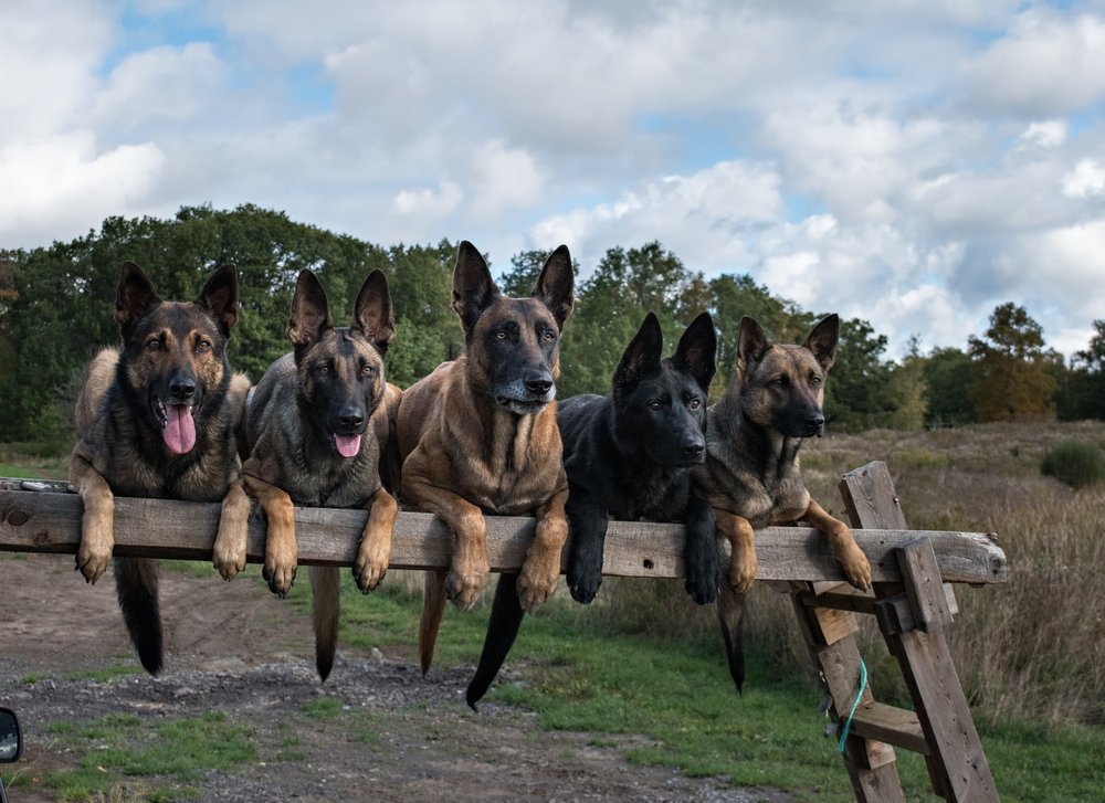 BADEN K9 - Updated January 2026 - Fenwick, Ontario - Pet Training ...