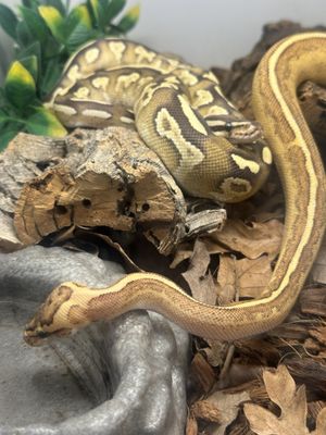 DFW REPTARIUM - Updated April 2025 - 93 Photos & 93 Reviews - 2220 Coit ...