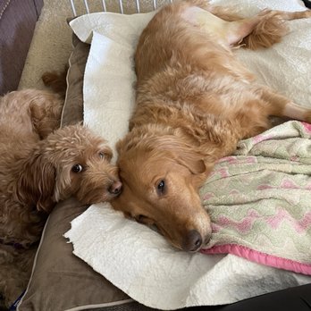 COLORADO ANIMAL SPECIALTY & EMERGENCY - Updated December 2025 - 63 ...