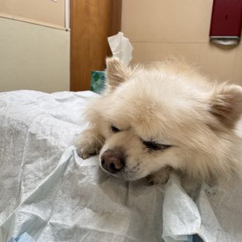 SAN GABRIEL ANIMAL HOSPITAL - Updated June 2025 - 123 Photos & 414 ...