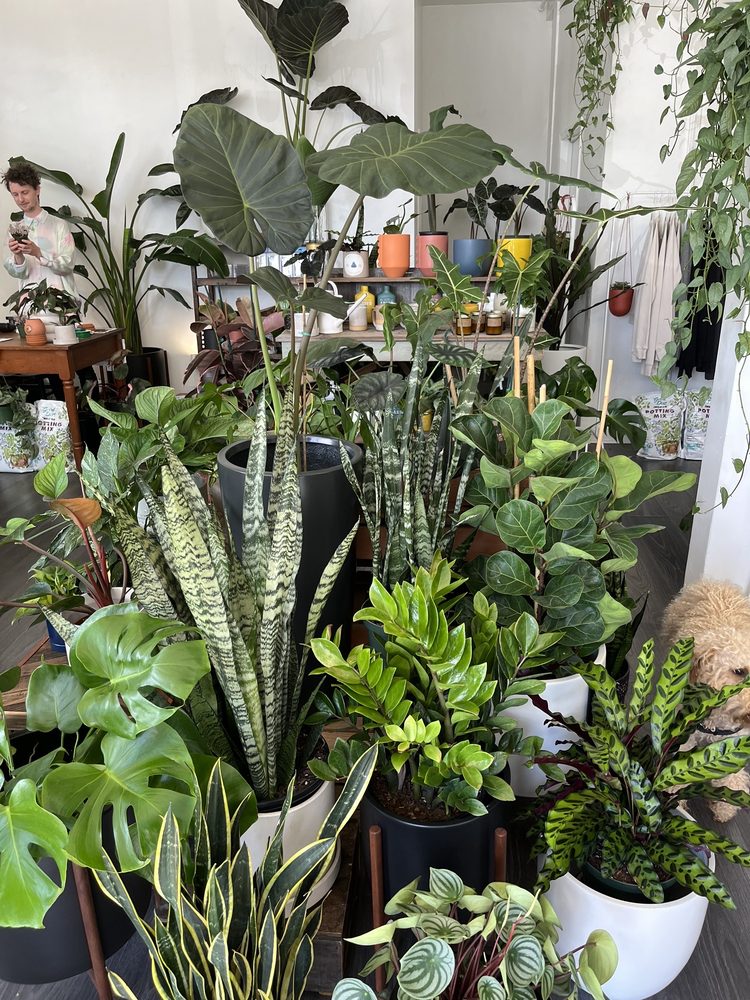 URBAN SCOUT - SAN FRANCISCO - Updated April 2025 - 39 Photos & 16 ...