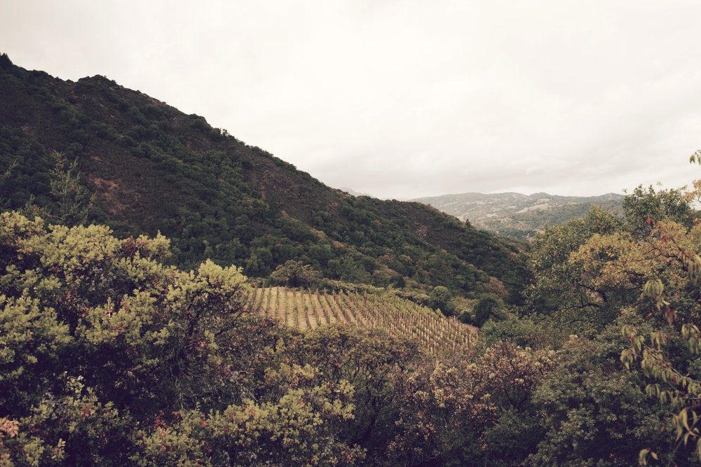 ALTA ORSA WINERY - Updated January 2025 - 20 Photos - 1850 Duncan ...