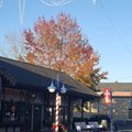 SLUYS POULSBO BAKERY - 859 Photos & 798 Reviews - 18924 Front St NE ...