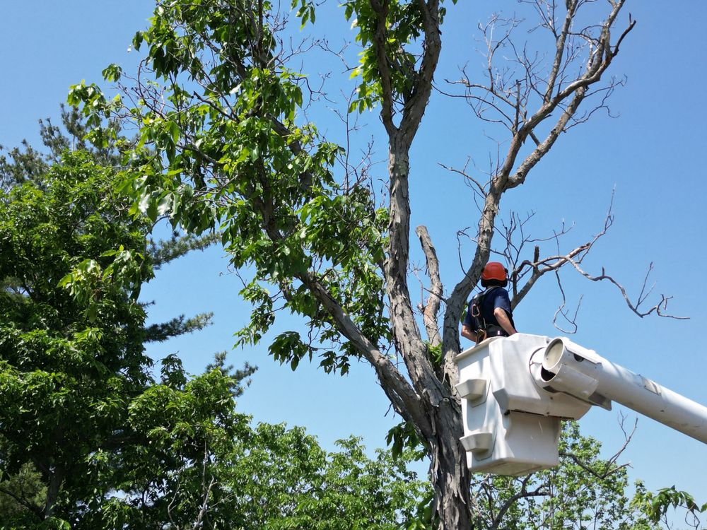 ALL PRO ABLE TREE SERVICE - Updated November 2025 - 1009 Colesville Rd ...