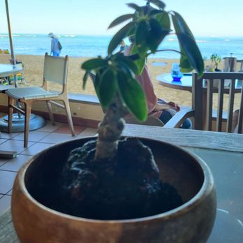 HAU TREE - 1962 Photos & 622 Reviews - 2863 Kalakaua Ave, Honolulu ...