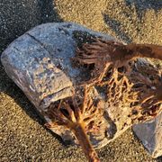 SHELL BEACH - 65 Photos 【3095 Coast Hwy, Bodega Bay, California ...