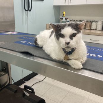 ADAMS MORGAN ANIMAL HOSPITAL - Updated March 2026 - 35 Photos & 127 ...