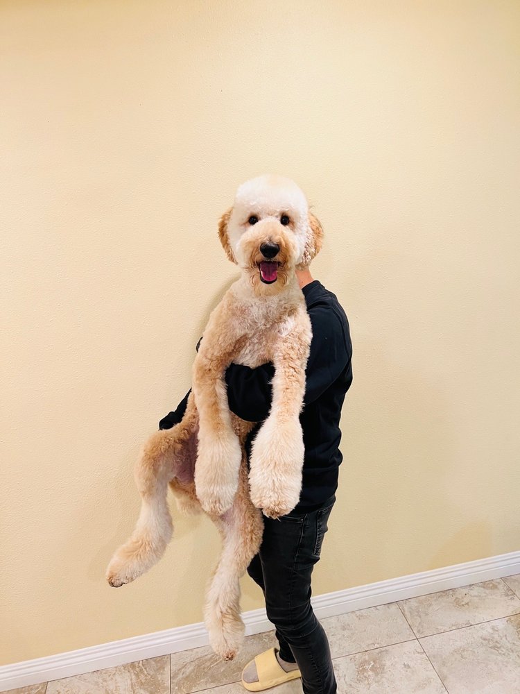 BARK BATH - Updated November 2025 - 124 Photos & 98 Reviews - 18764 ...