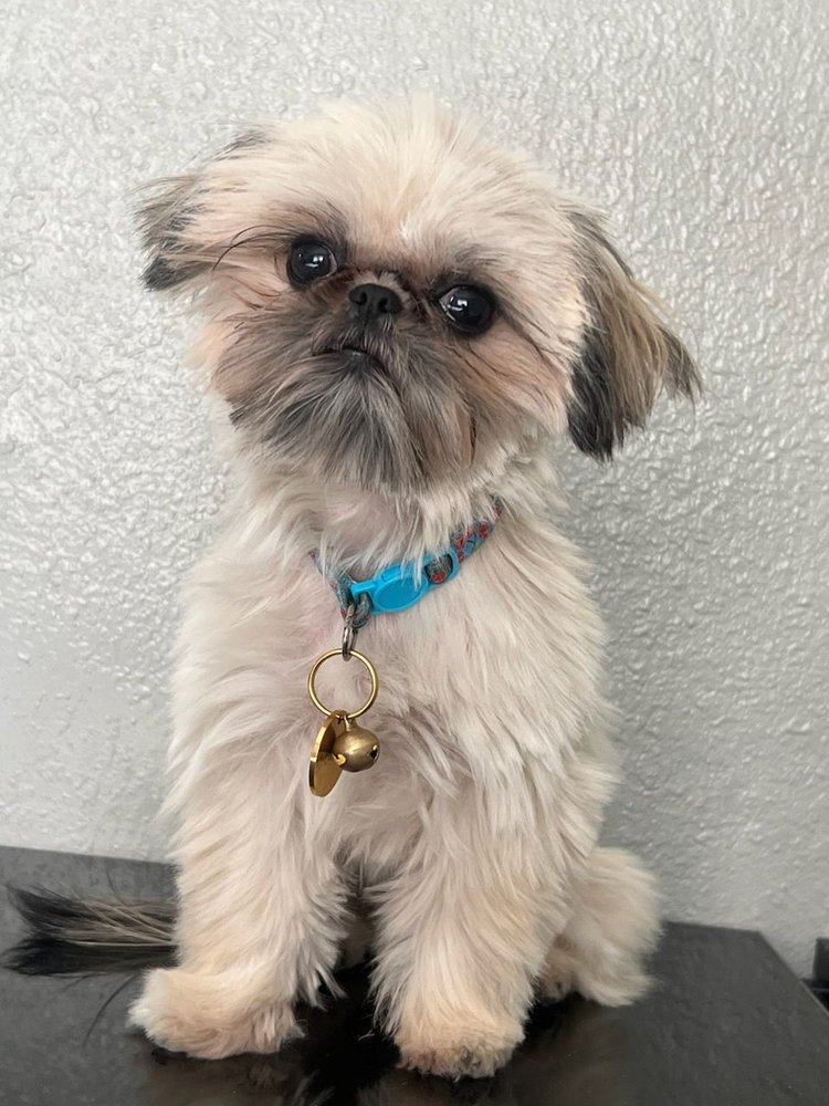 PAWZ R US DOG GROOMING SALON - Updated December 2025 - 27 Photos & 22 ...