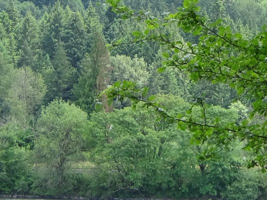 WILLAMETTE PARK - Updated June 2024 - 177 Photos - 12th St & Volpp St ...