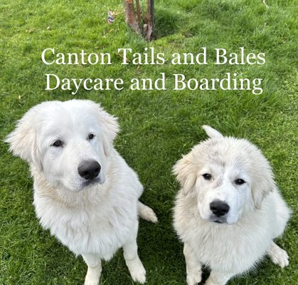 CANTON TAILS AND BALES DAYCARE AND BOARDING - Updated August 2025 - 13 ...