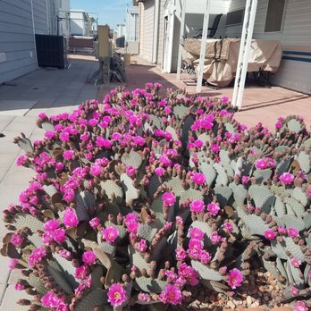 SUNFLOWER RV RESORT - Updated December 2025 - 41 Photos & 24 Reviews ...