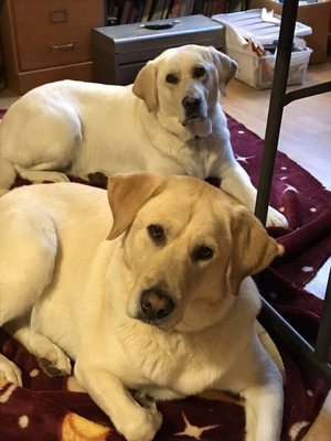 CAMP RUFF HOUSE - Updated December 2025 - 14 Reviews - 3923 88th St NE ...